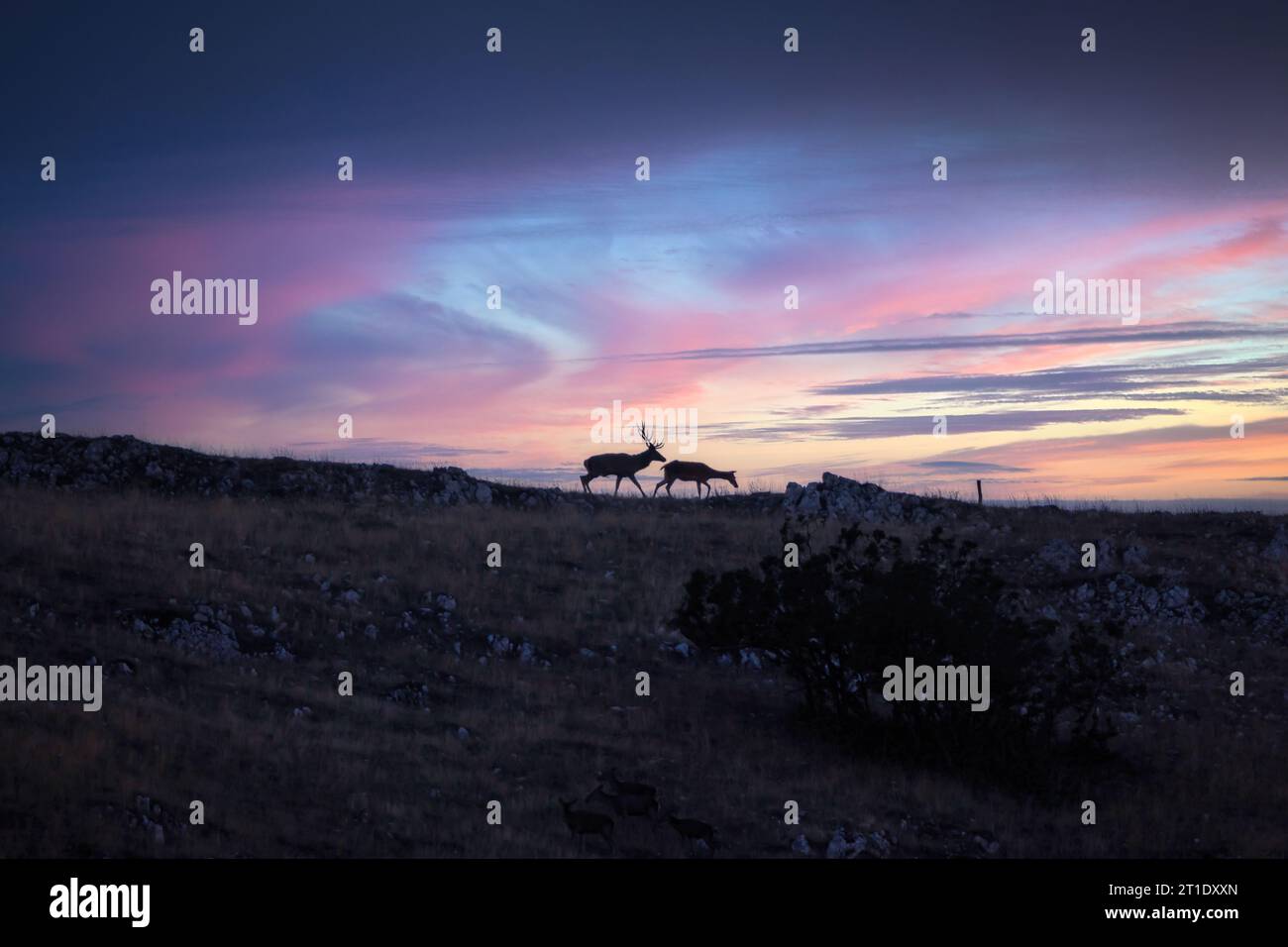 Specimens of wild red deer in nature, also known as royal deer or ...