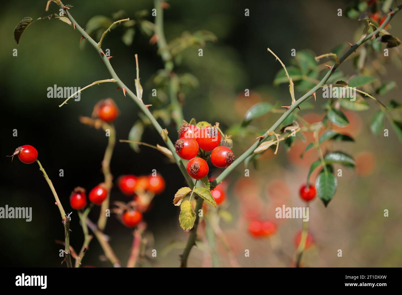 Ripe fruits of Rosa Canina. Red berries of the dwarf-phanerophyte plant ...