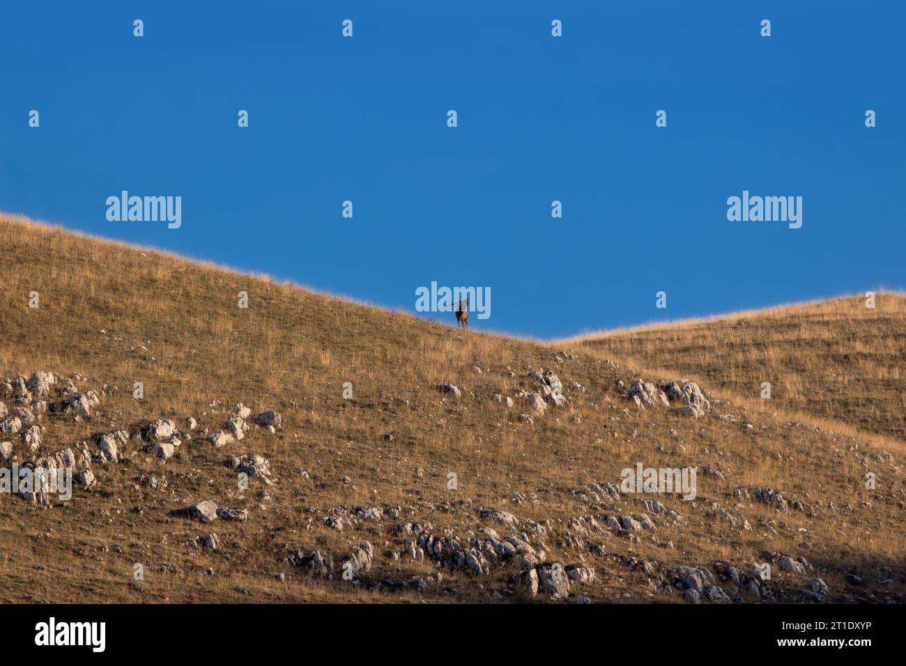 Male specimen of wild red deer in nature, also known as royal deer or ...