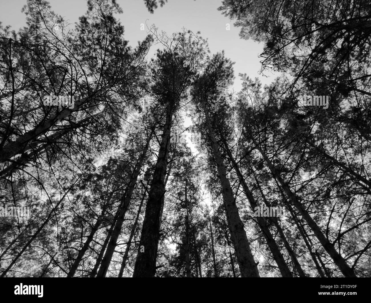 Green forest background. Nature and sun beams wallpaper. Eco ...