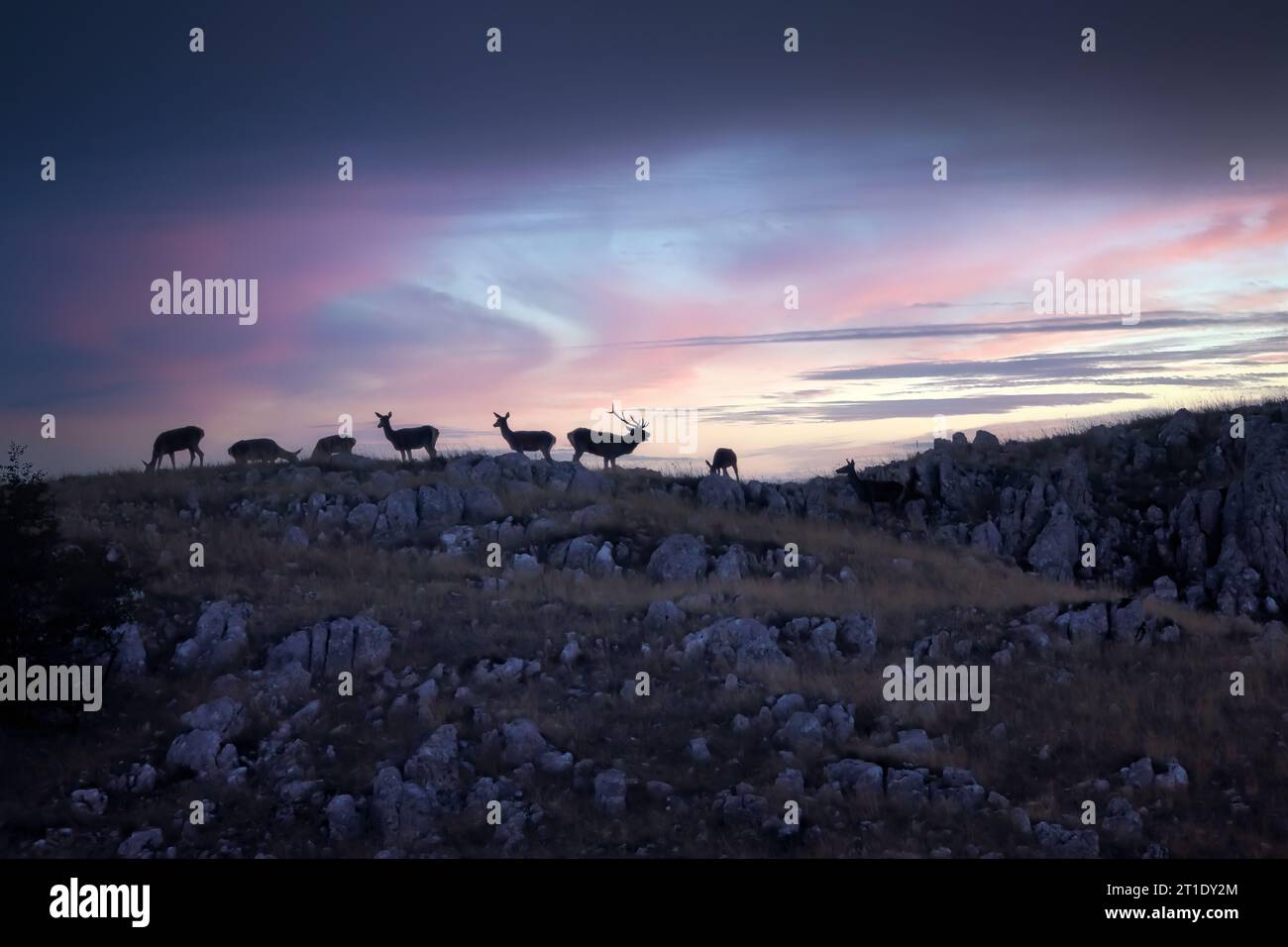 Specimens of wild red deer in the mountains, also known as royal deer ...