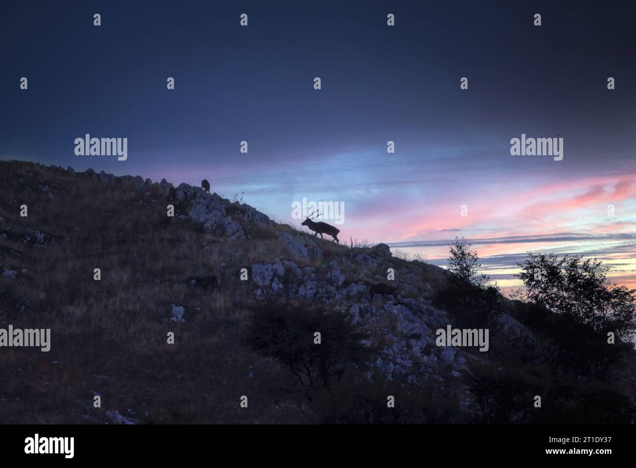 Specimens of wild red deer in nature, also known as royal deer or ...