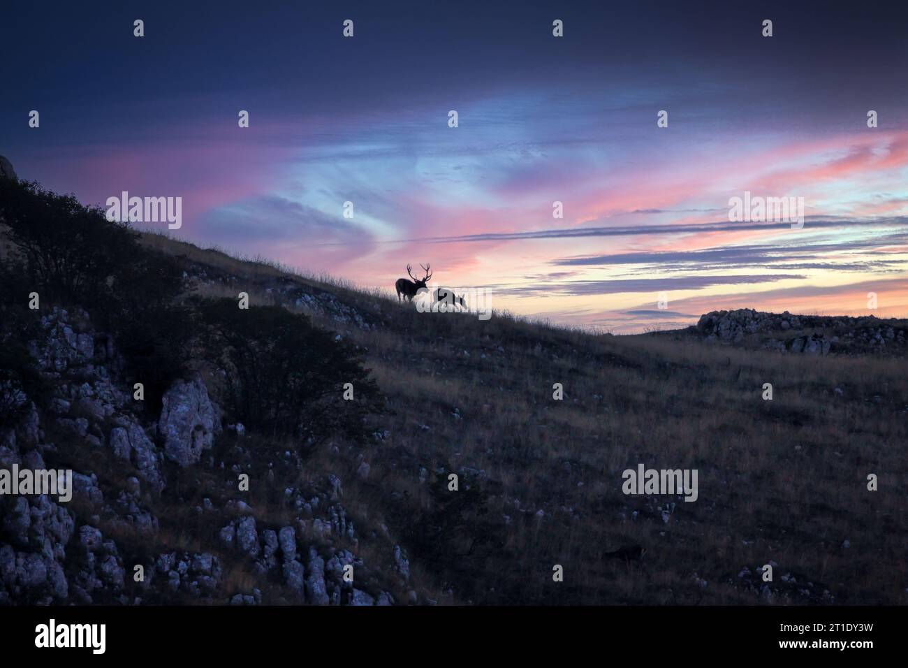 Specimens of wild red deer in nature, also known as royal deer or ...
