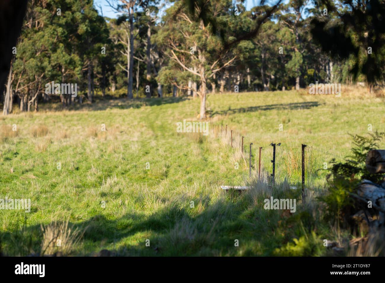 ranch farming landscape, with rolling hills and cows in fields, in ...