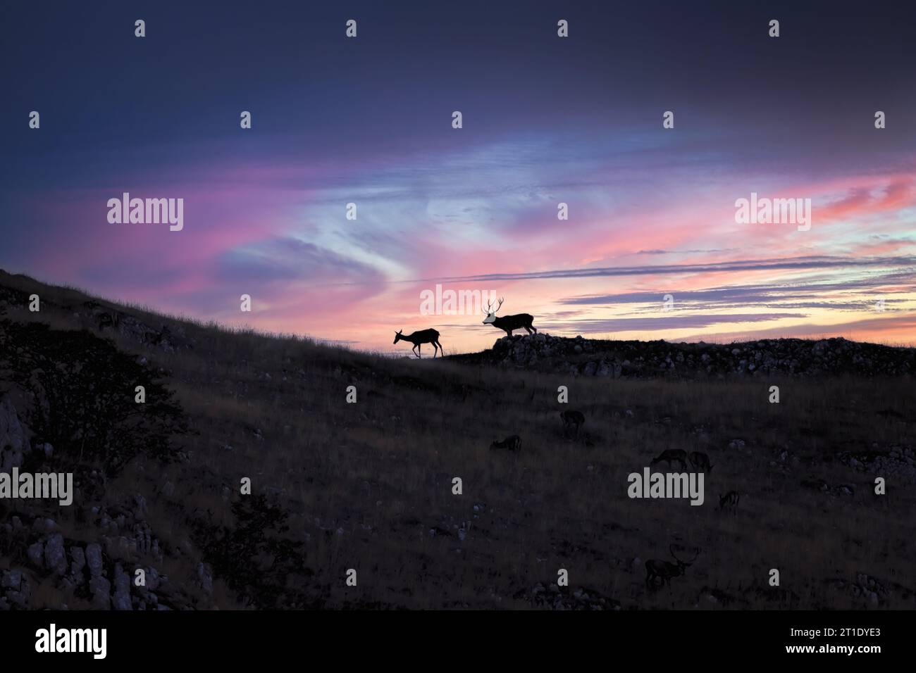 Specimens of wild red deer in nature, also known as royal deer or ...