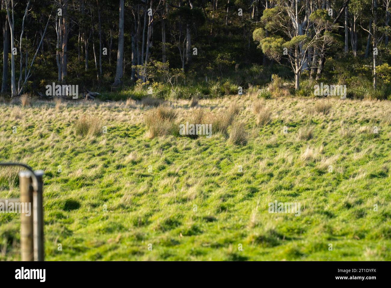 pasture and grasses on a regenerative farm. native plants storing ...