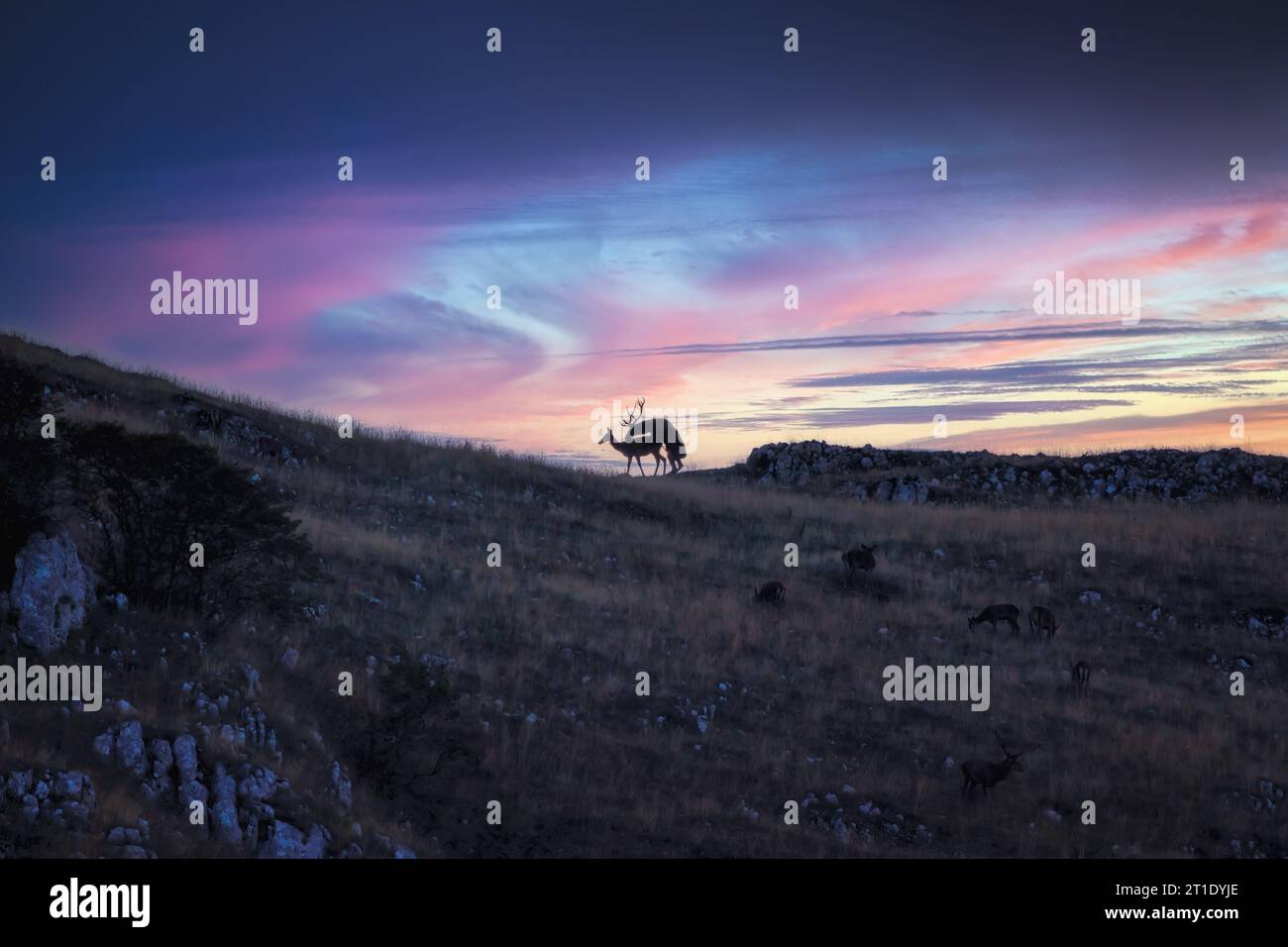 Mating of two specimens of wild red deer in nature, also known as royal ...