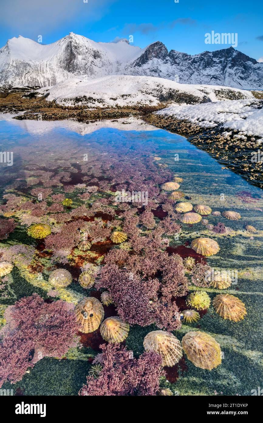 Tidal pools with limpets and corals, snowy mountains in the background ...