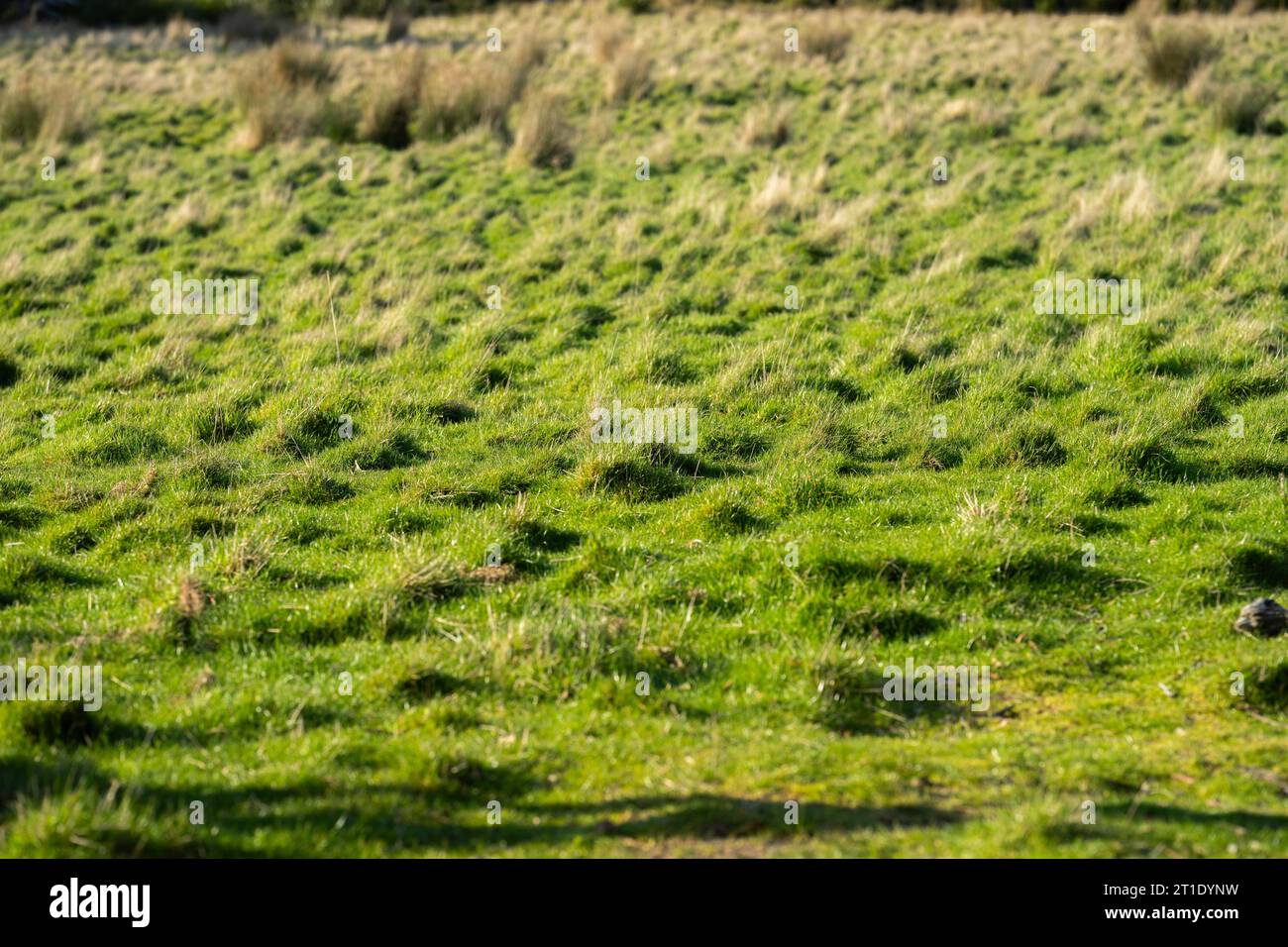 Pasture on a farm in Australia. Spring grass growth Stock Photo - Alamy