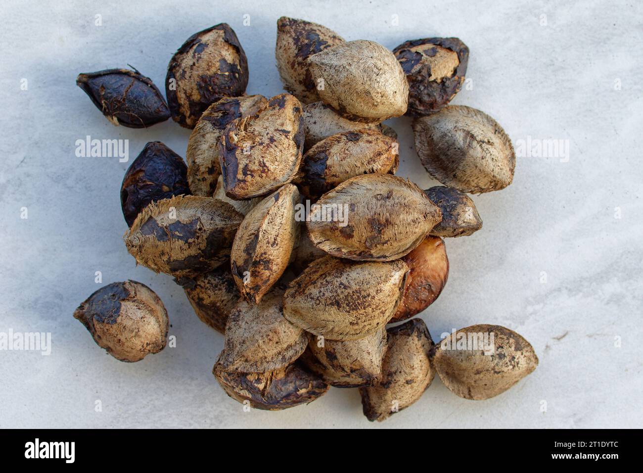 Malabar almond fruits hi-res stock photography and images - Alamy