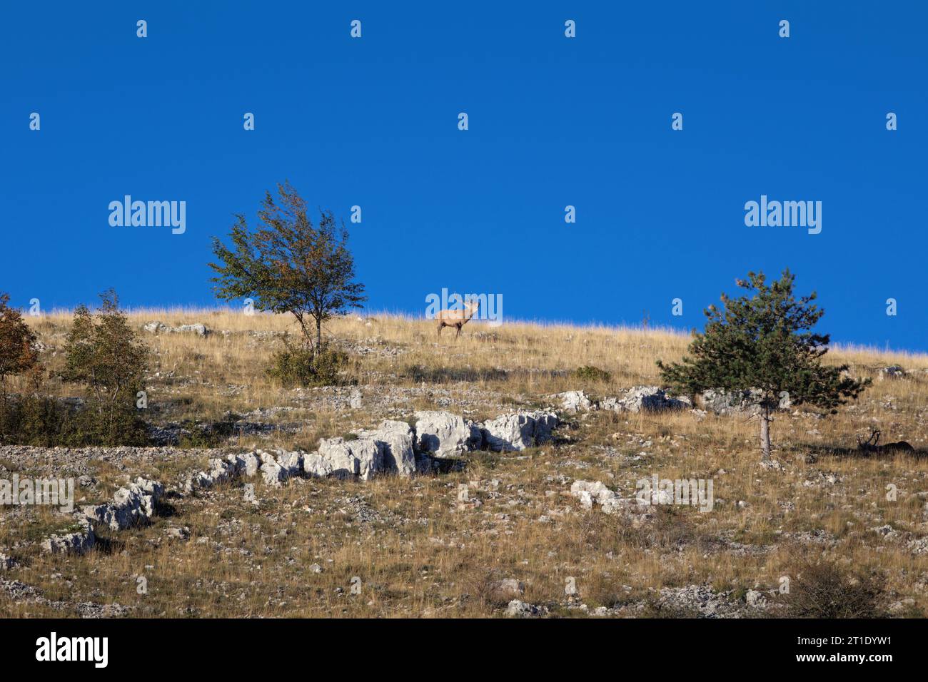Male specimen of wild red deer in nature, also known as royal deer or ...