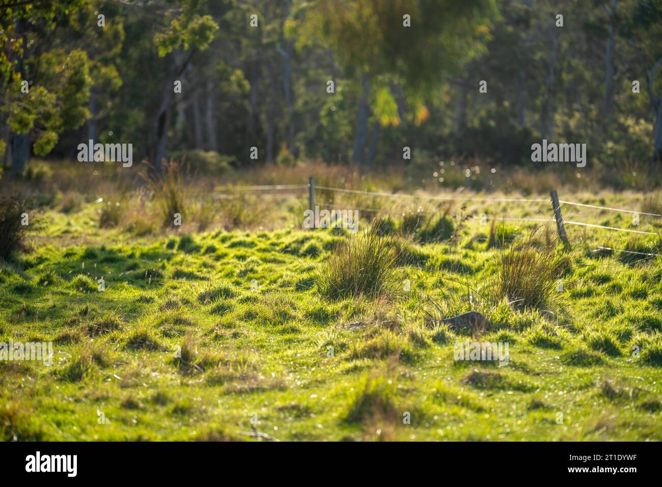 ranch farming landscape, with rolling hills and cows in fields, in ...