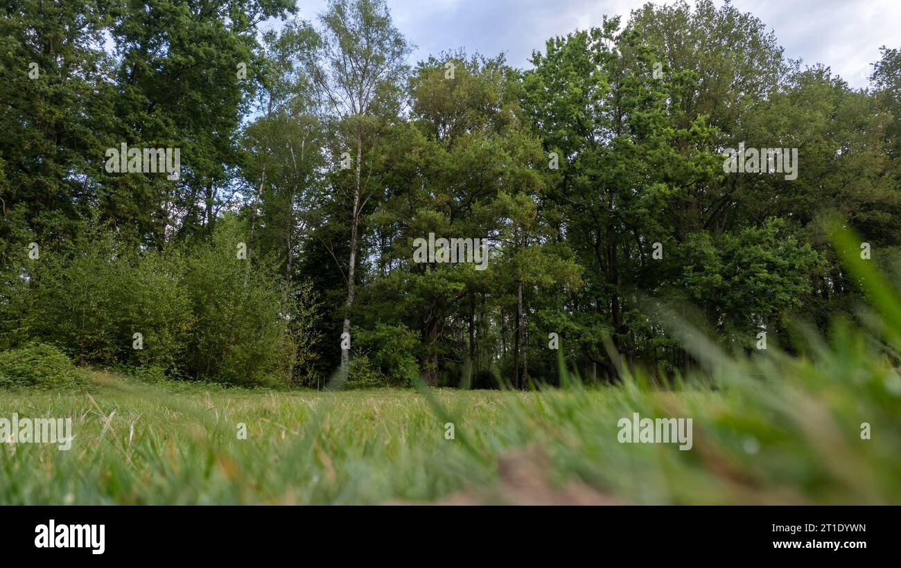 A unique perspective from ground level, showcasing the towering trees ...