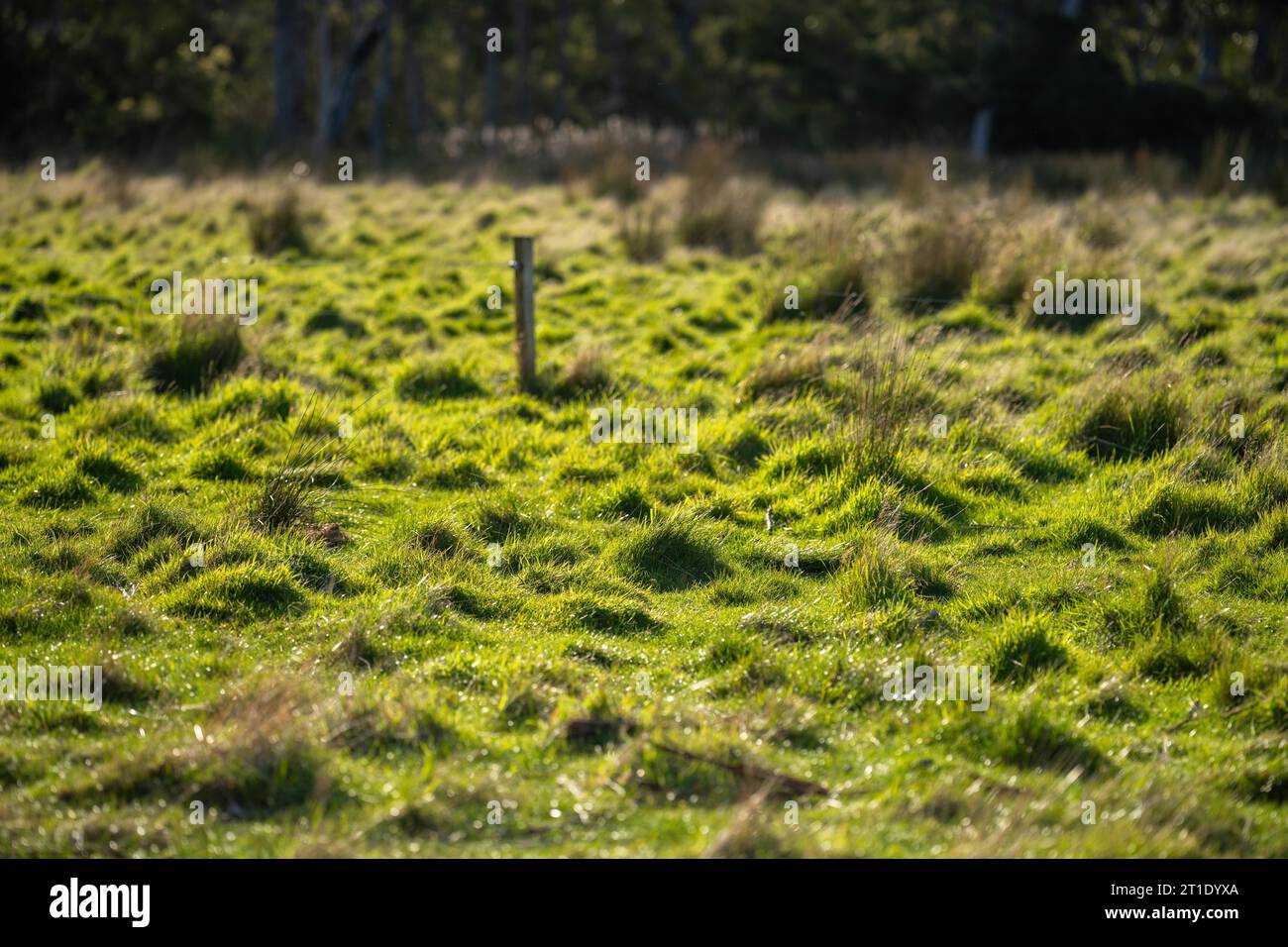Australian grass seeds hi-res stock photography and images - Alamy