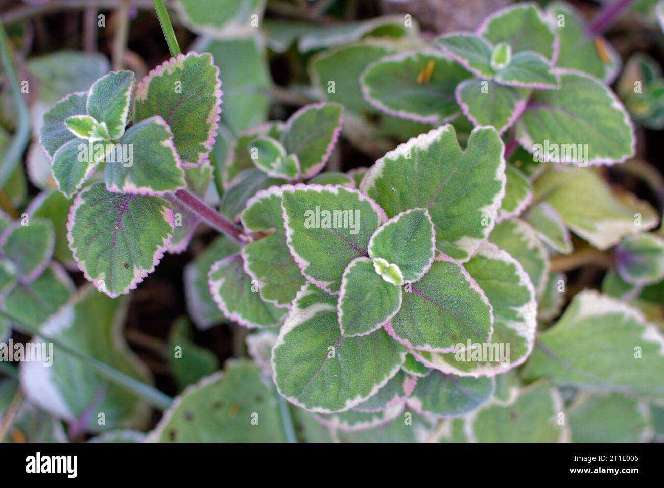 French Polynesia: Cuban oregano (plectranthus amboinicus), perennial ...