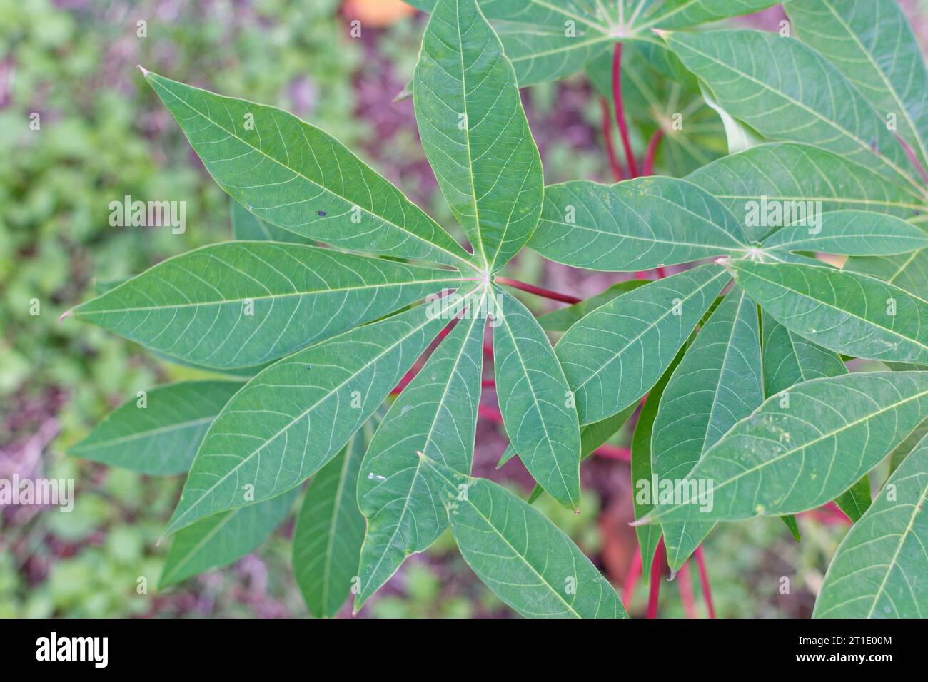 French Polynesia: cassava plant and leaves, manihot esculenta Stock ...