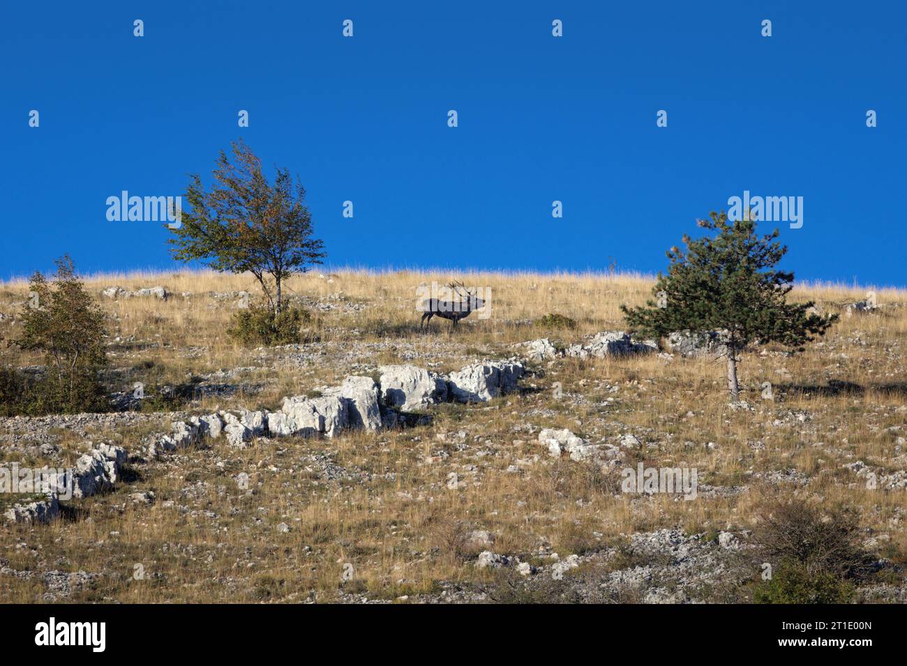 Male specimen of wild red deer in nature, also known as royal deer or ...