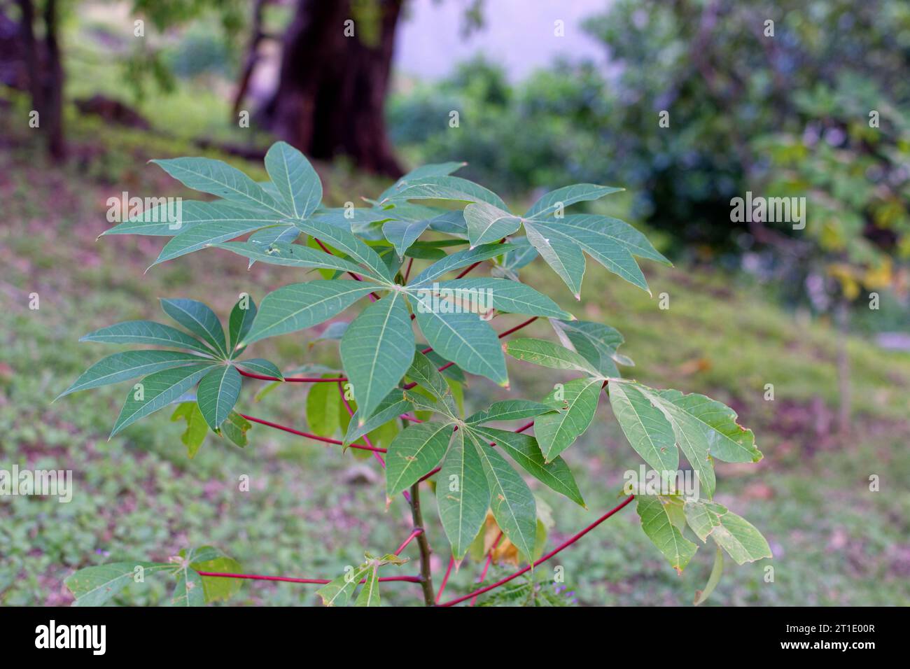 French Polynesia: cassava plant and leaves, manihot esculenta Stock ...