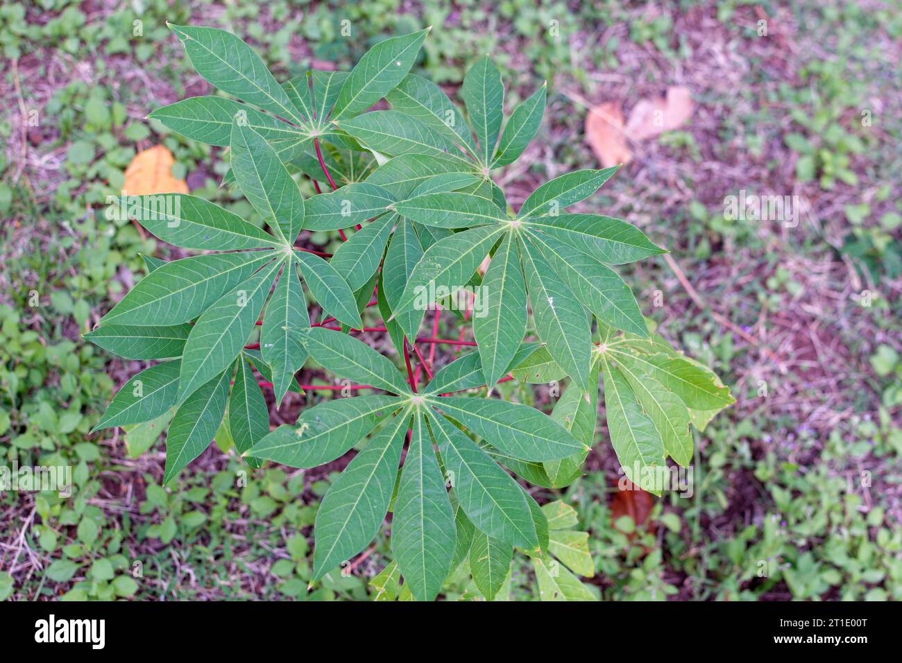 French Polynesia: cassava plant and leaves, manihot esculenta Stock ...
