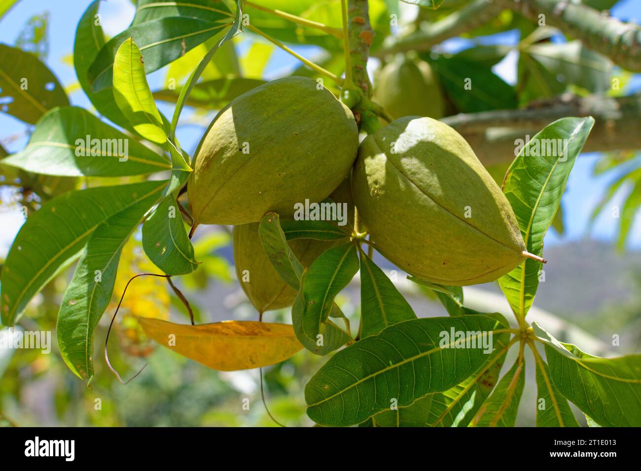 French Polynesia: Guinea peanut (bombacopsis glabra Stock Photo - Alamy
