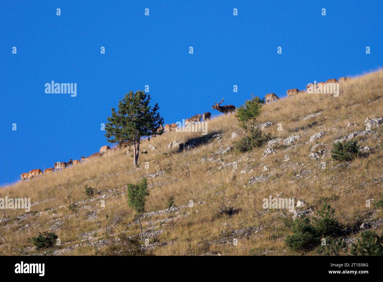 Specimens of wild red deer in nature, also known as royal deer or ...