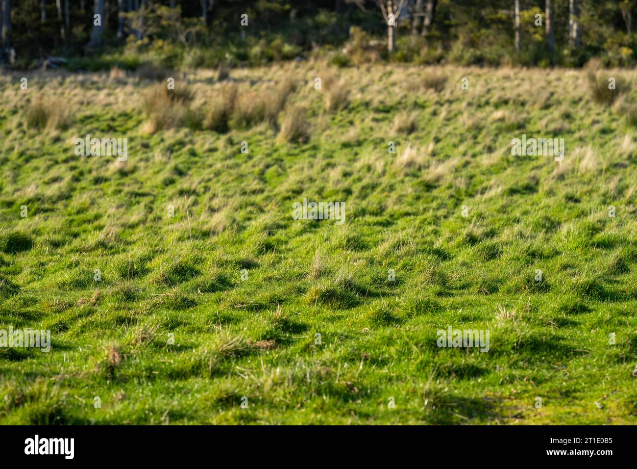 pasture and grasses on a regenerative farm. native plants storing ...