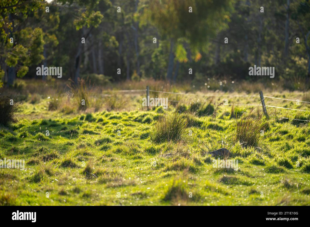 pasture and grasses on a regenerative farm. native plants storing ...