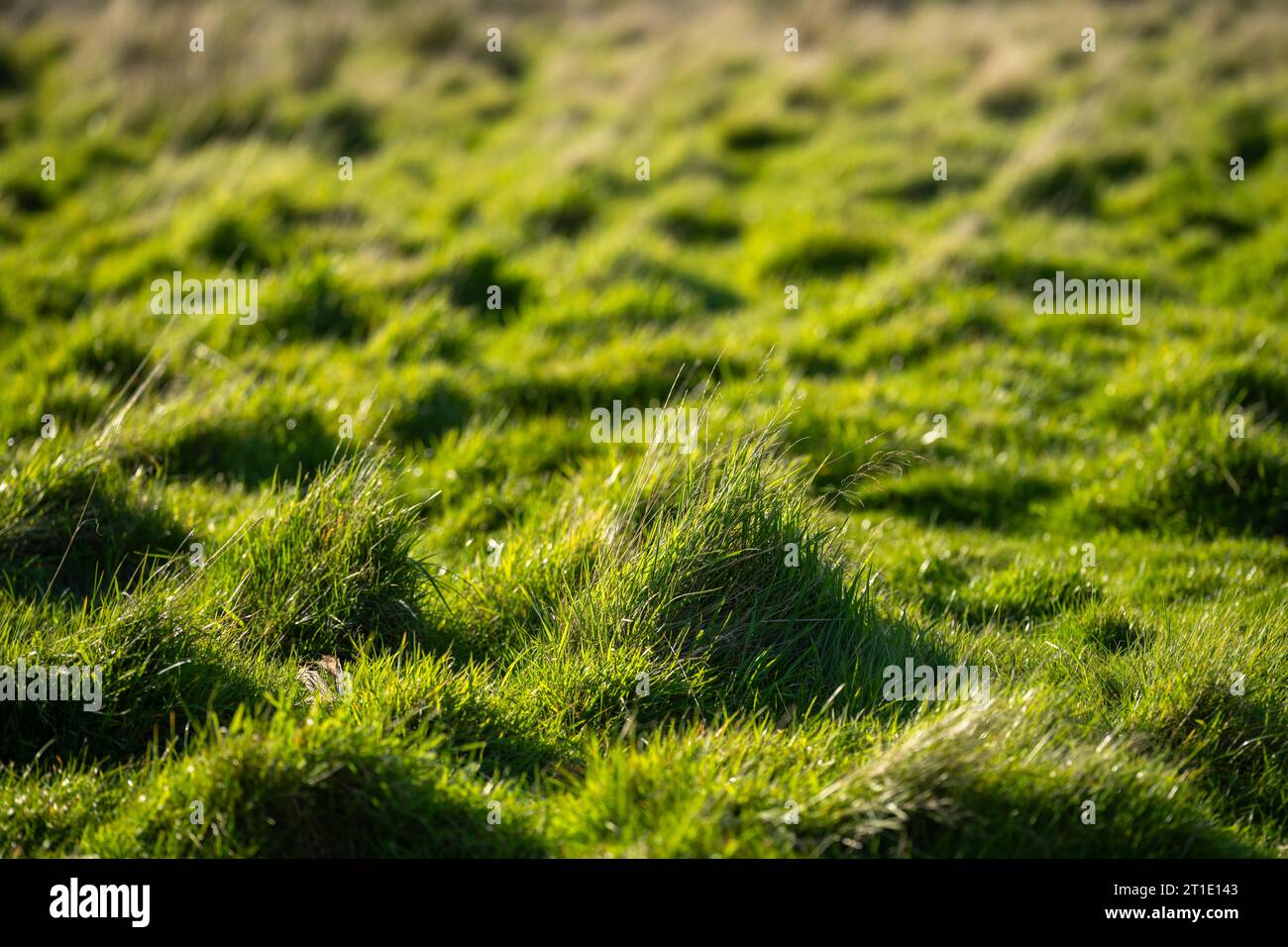 ranch farming landscape, with rolling hills and cows in fields, in ...