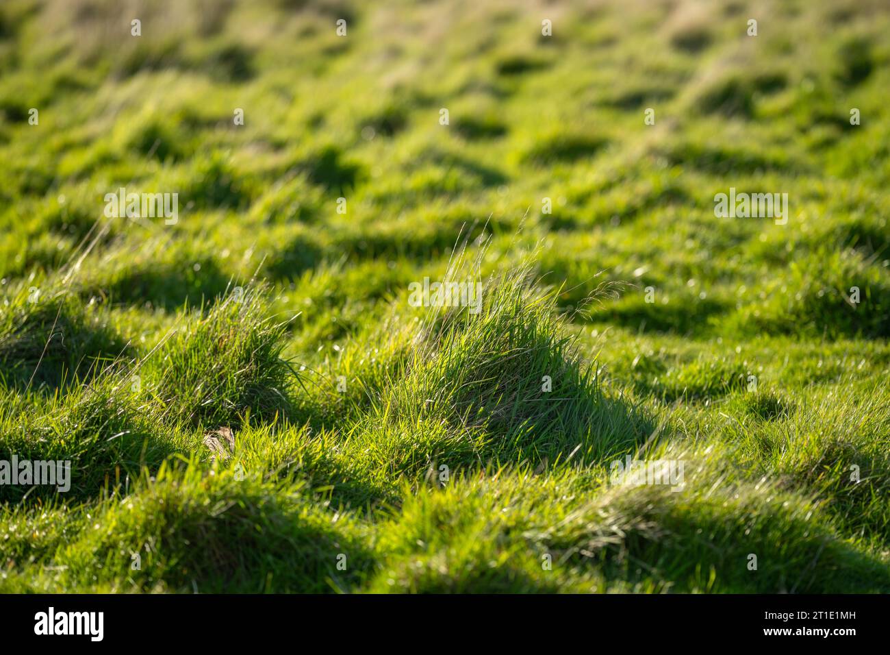 grass and pasture in a field. The animals are organic and free range ...