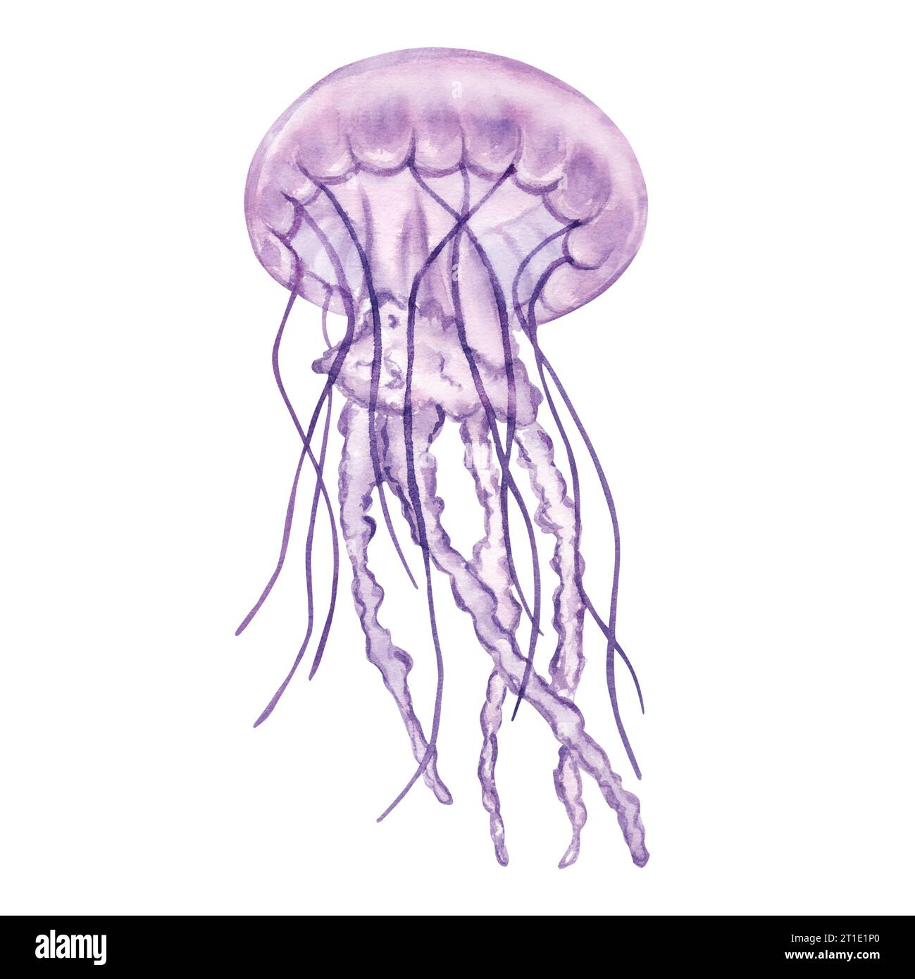 Transparent lilac jellyfish, medusa. Deep sea toxic animal. Cartoon ...