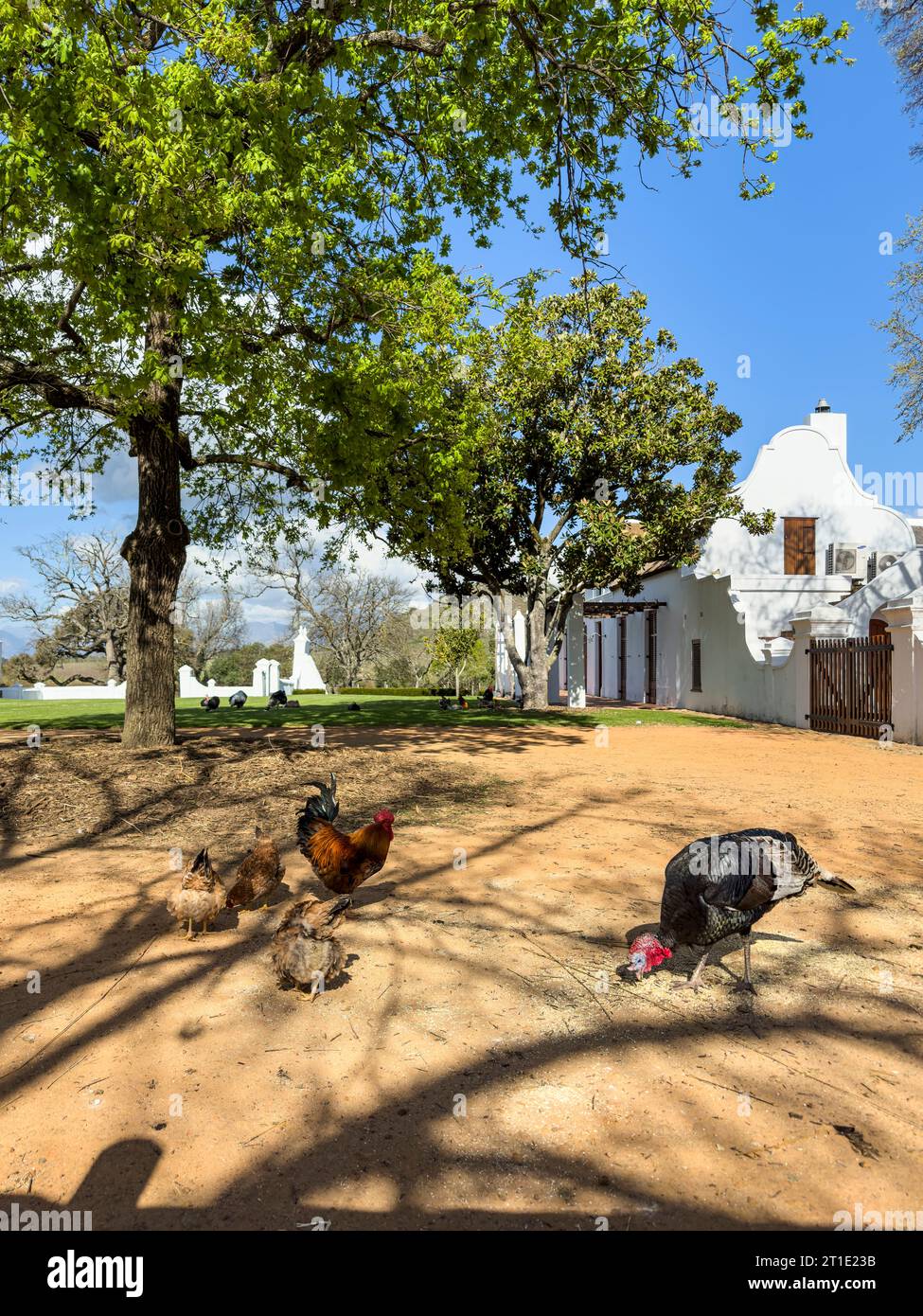 Chickens and turkeys, Garden of Babylonstoren, old farm, wine farm ...