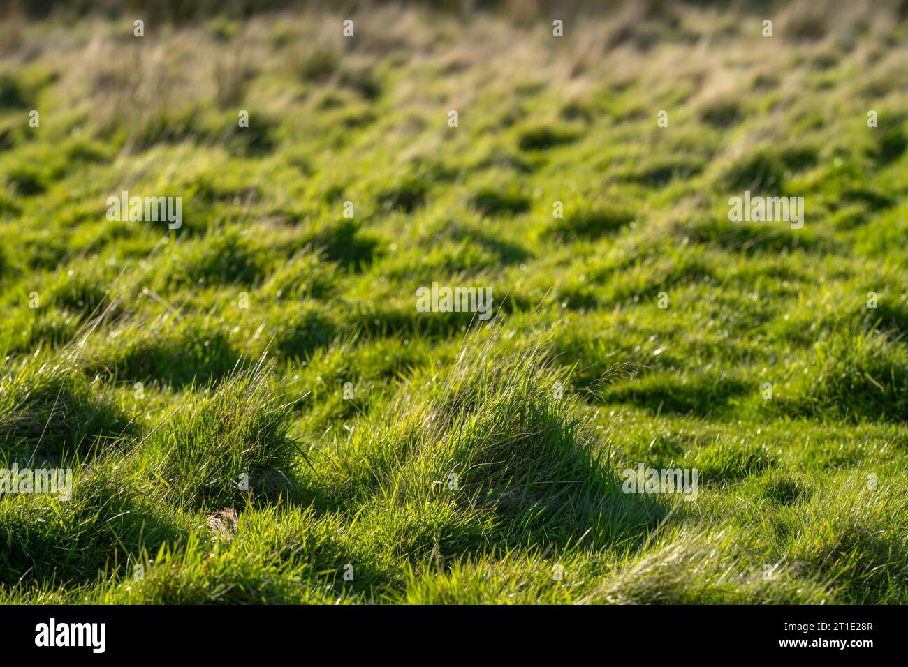 pasture and grasses on a regenerative farm. native plants storing ...