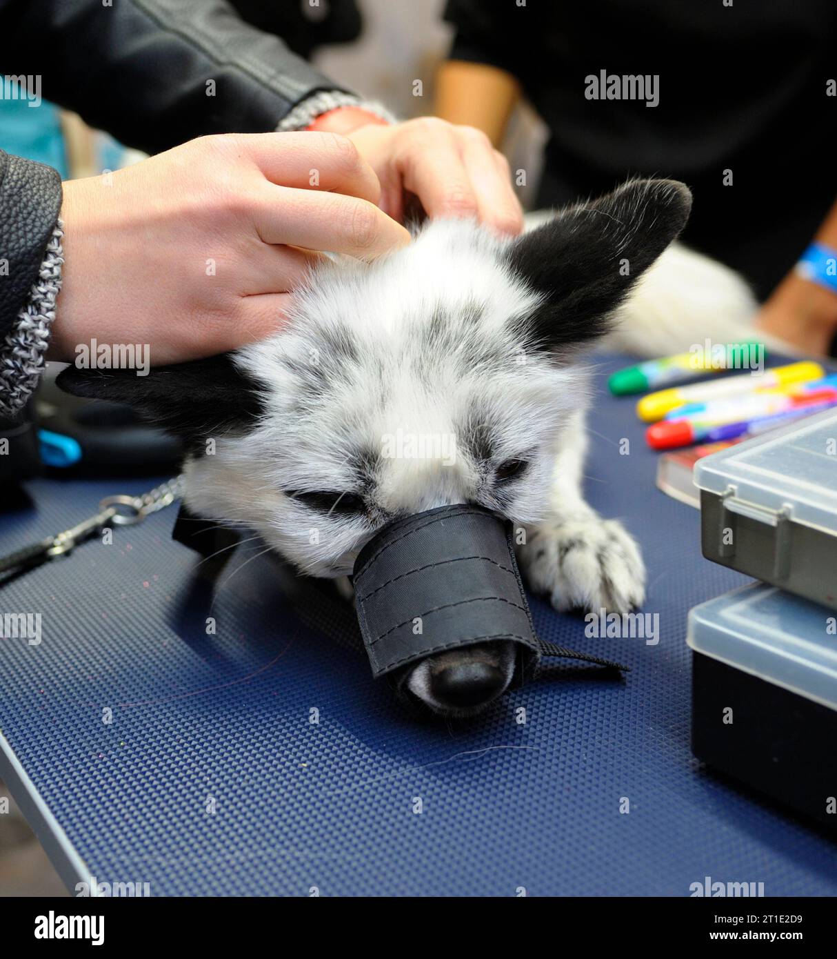 Silver fox holding hi-res stock photography and images - Alamy