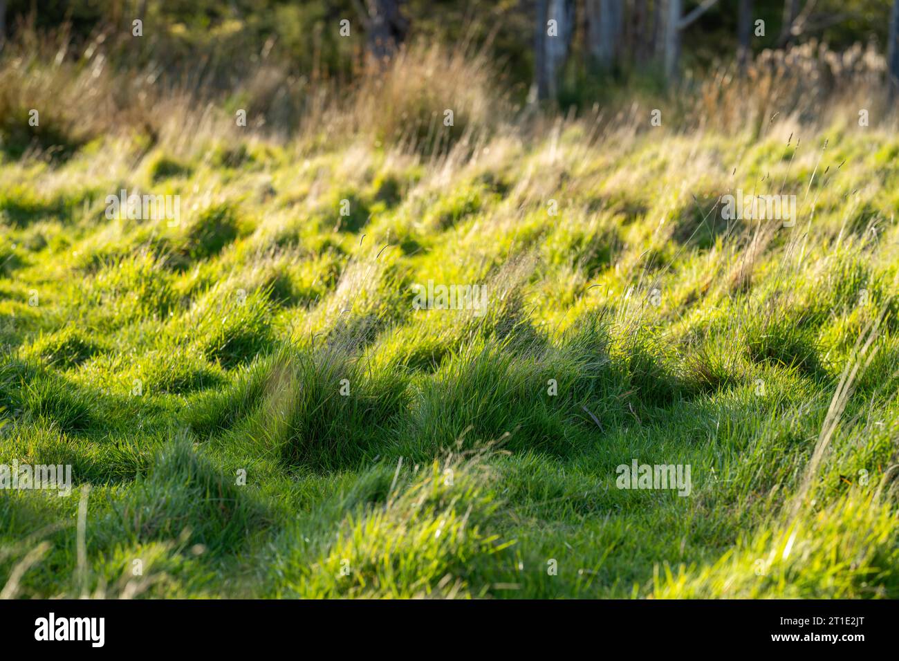 pasture and grasses on a regenerative farm. native plants storing ...