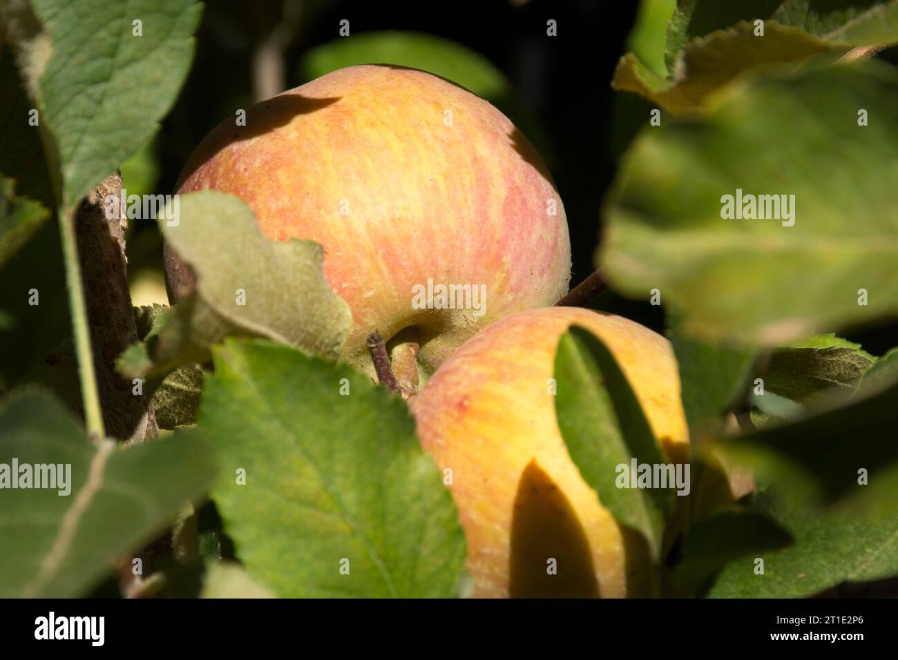 Close up of nearly ripe apple on tree growing in the western cape ...