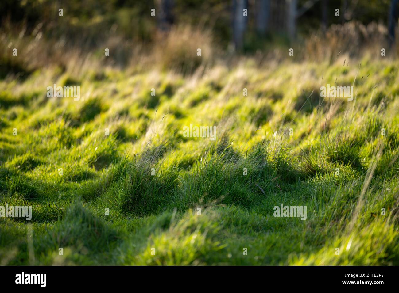 Australian grass seeds hi-res stock photography and images - Alamy