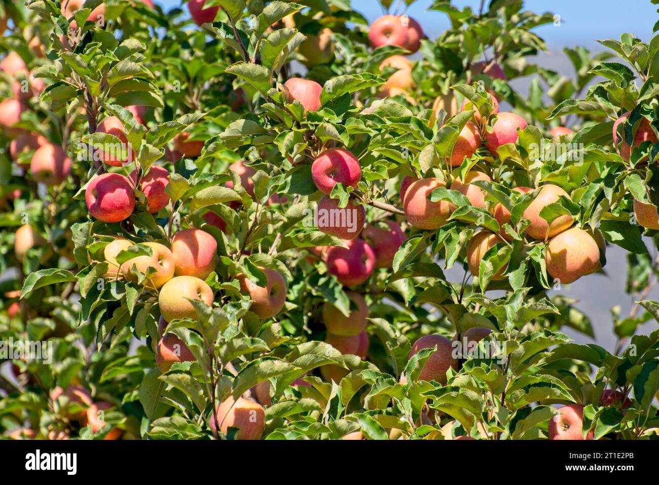 Nearly ripe apples on tree growing in the western cape province, south ...