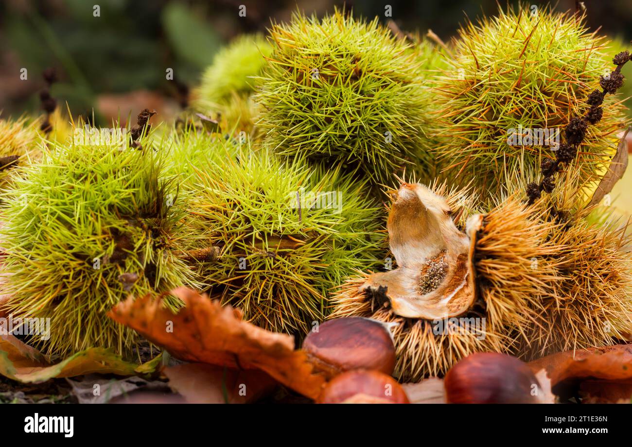 Woodland chestnuts hi-res stock photography and images - Alamy