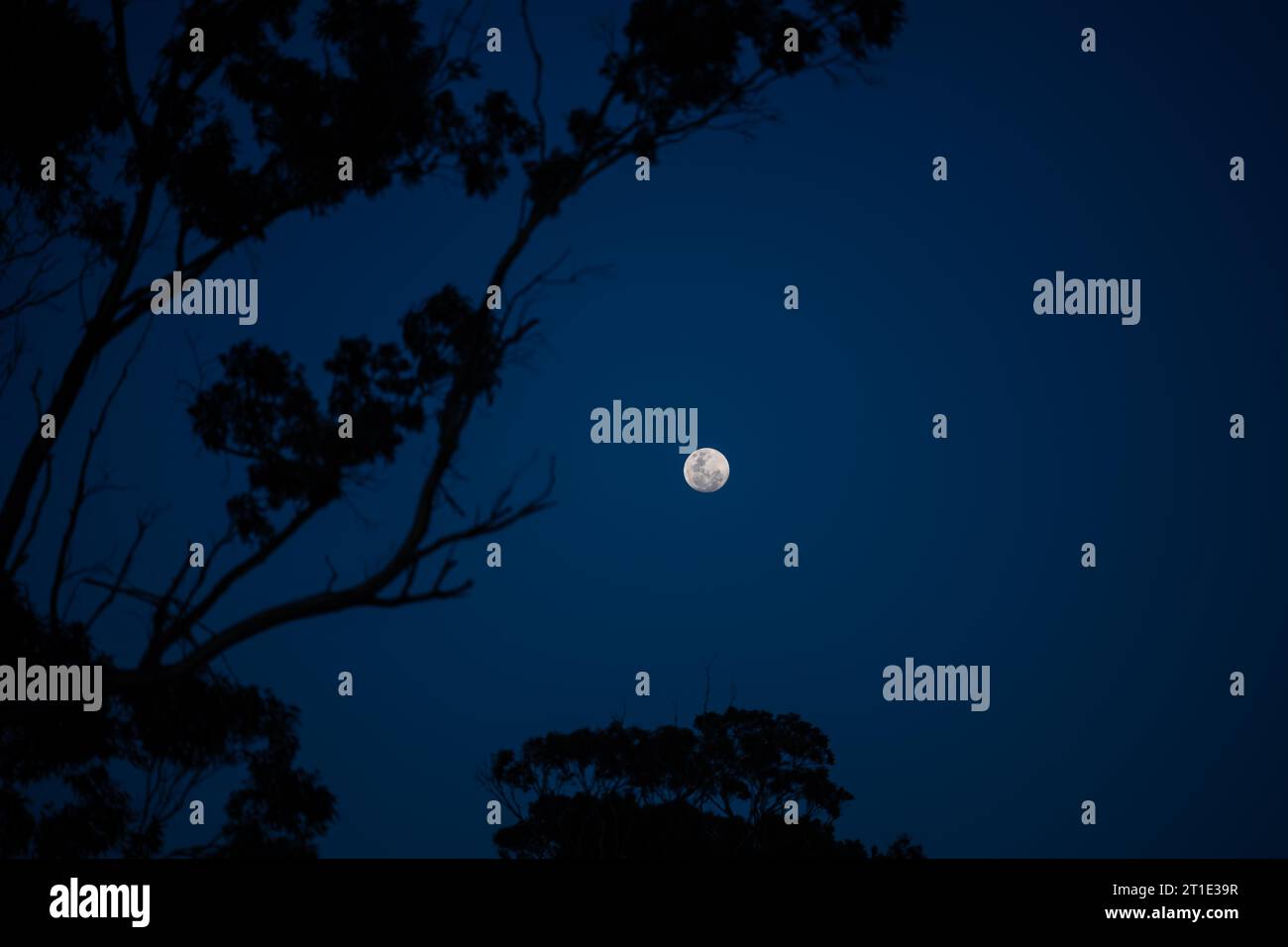 moon behind trees in the australian bush in summer Stock Photo - Alamy