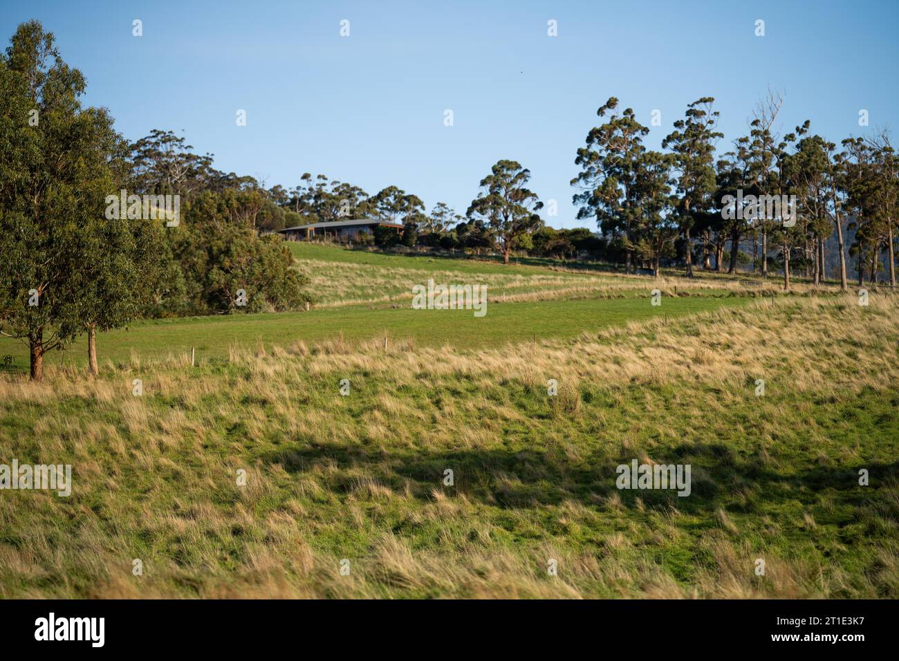 ranch farming landscape, with rolling hills and cows in fields, in ...