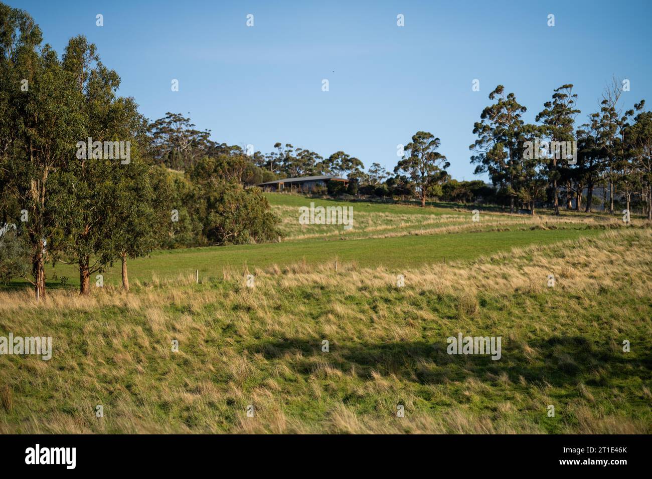 pasture and grasses on a regenerative farm. native plants storing ...
