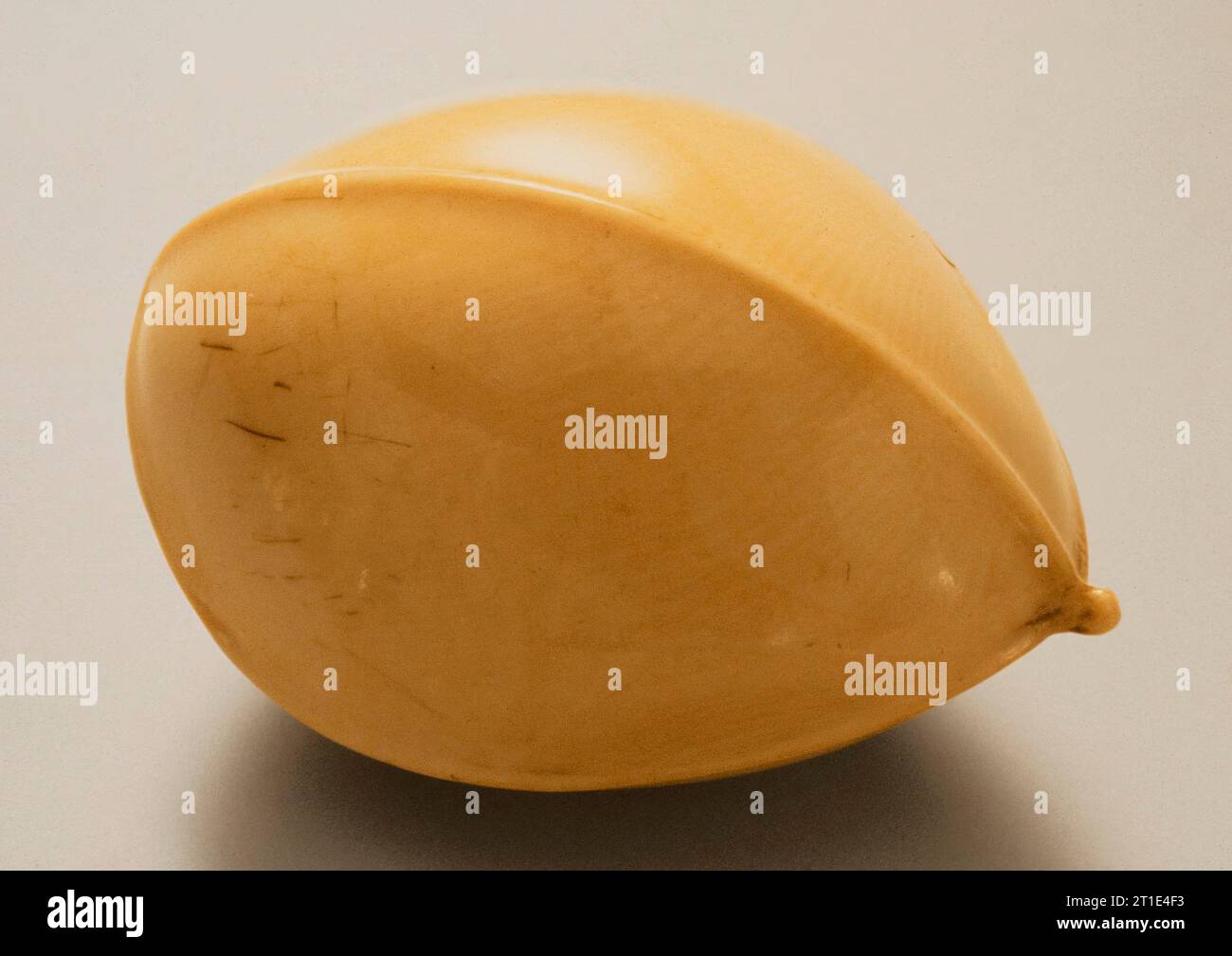 Gingko Nut, Mid-19th century. Alternate Title: Ginnan Stock Photo - Alamy