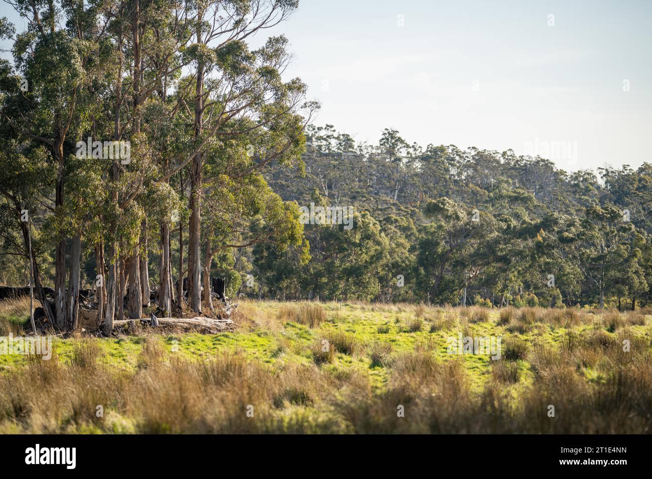 Pasture on a farm in Australia. Spring grass growth Stock Photo - Alamy