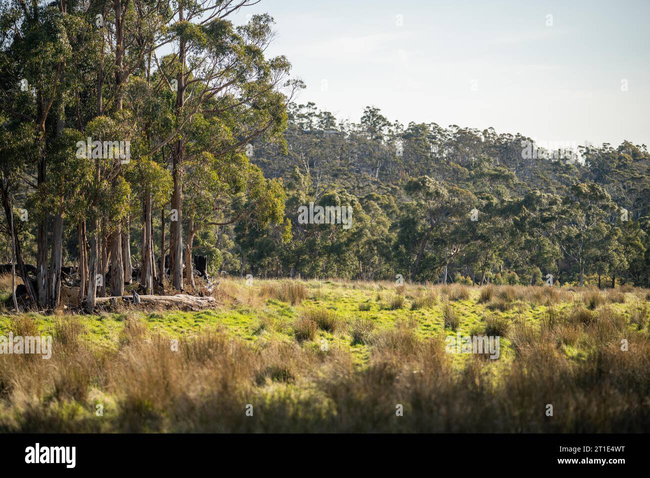 ranch farming landscape, with rolling hills and cows in fields, in ...