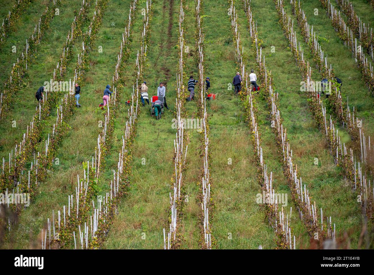 Kanzem, Germany. 13th Oct, 2023. Harvesters pick grapes for a Riesling ...
