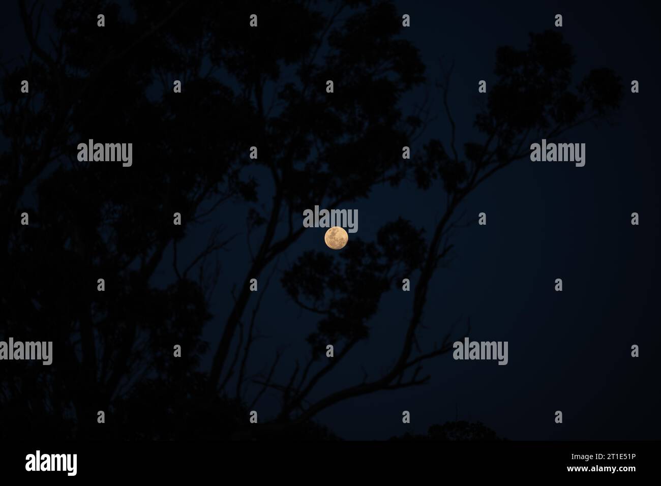 moon behind trees in the australian bush in summer Stock Photo - Alamy
