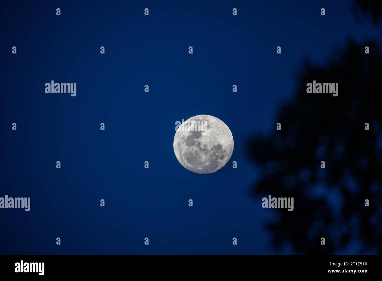 moon behind trees in the australian bush in summer Stock Photo - Alamy