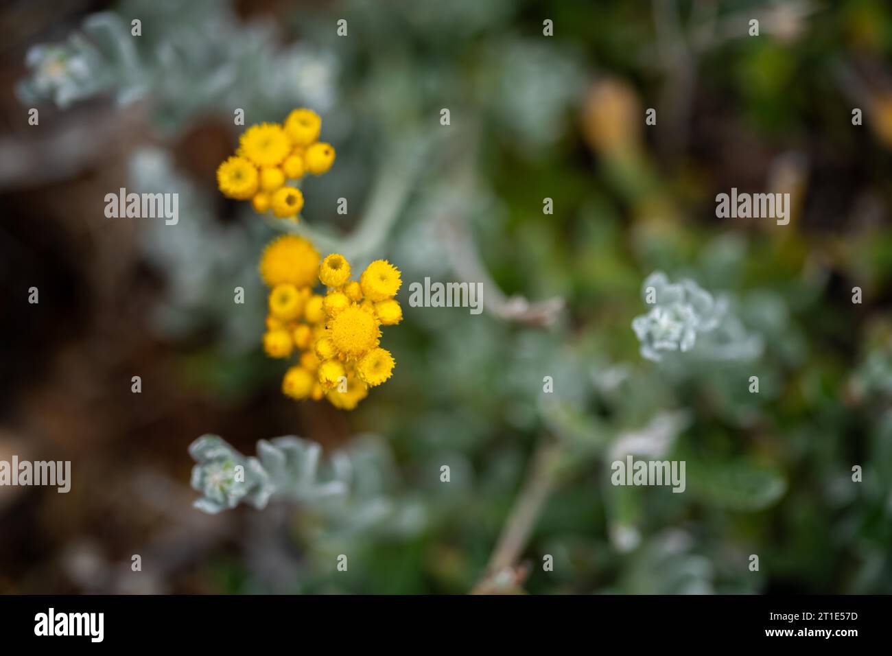 australian native flowers in the bush in spring Stock Photo - Alamy
