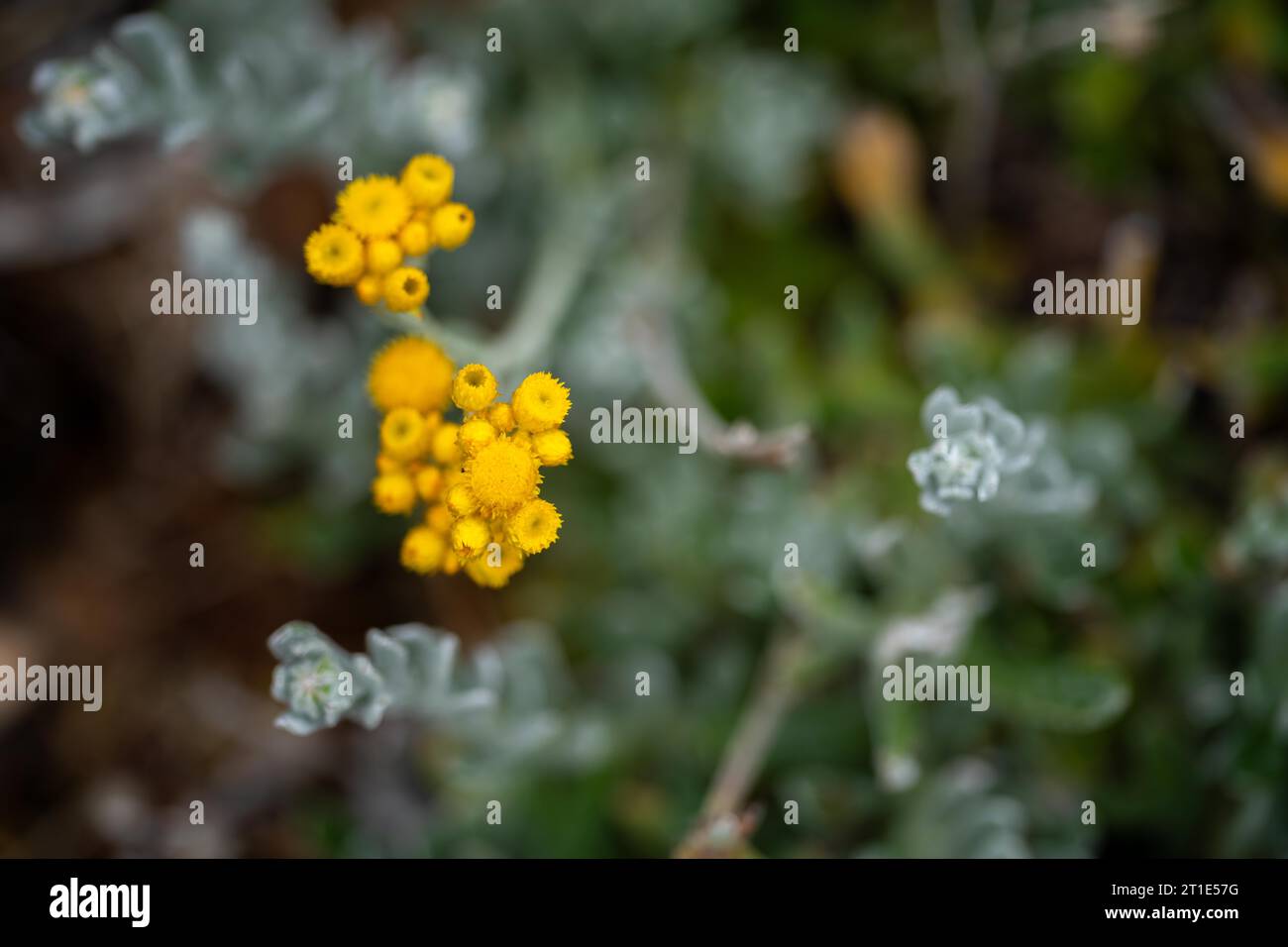 australian native flowers in the bush in spring Stock Photo - Alamy