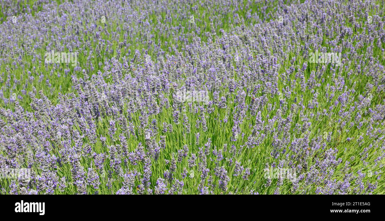 large field of fragrant lavender flowers in the Plain used for the ...